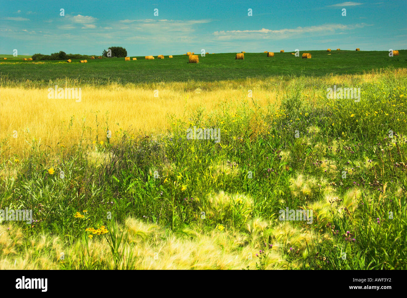 Canadian Prairie High Resolution Stock Photography and Images - Alamy