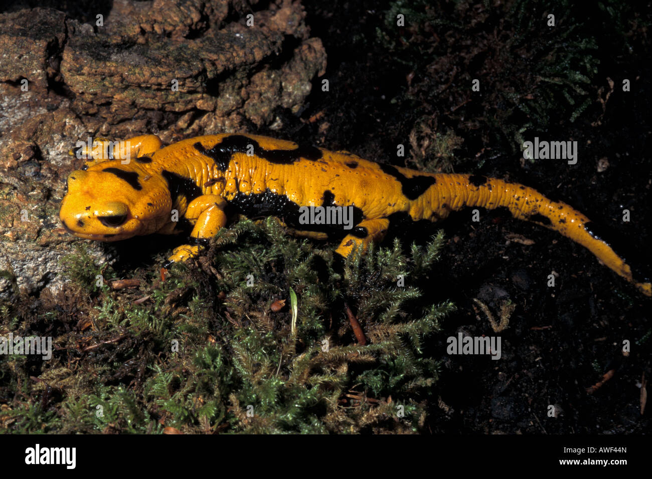 European fire salamander, Salamandra salamandra gigliolii Stock Photo ...