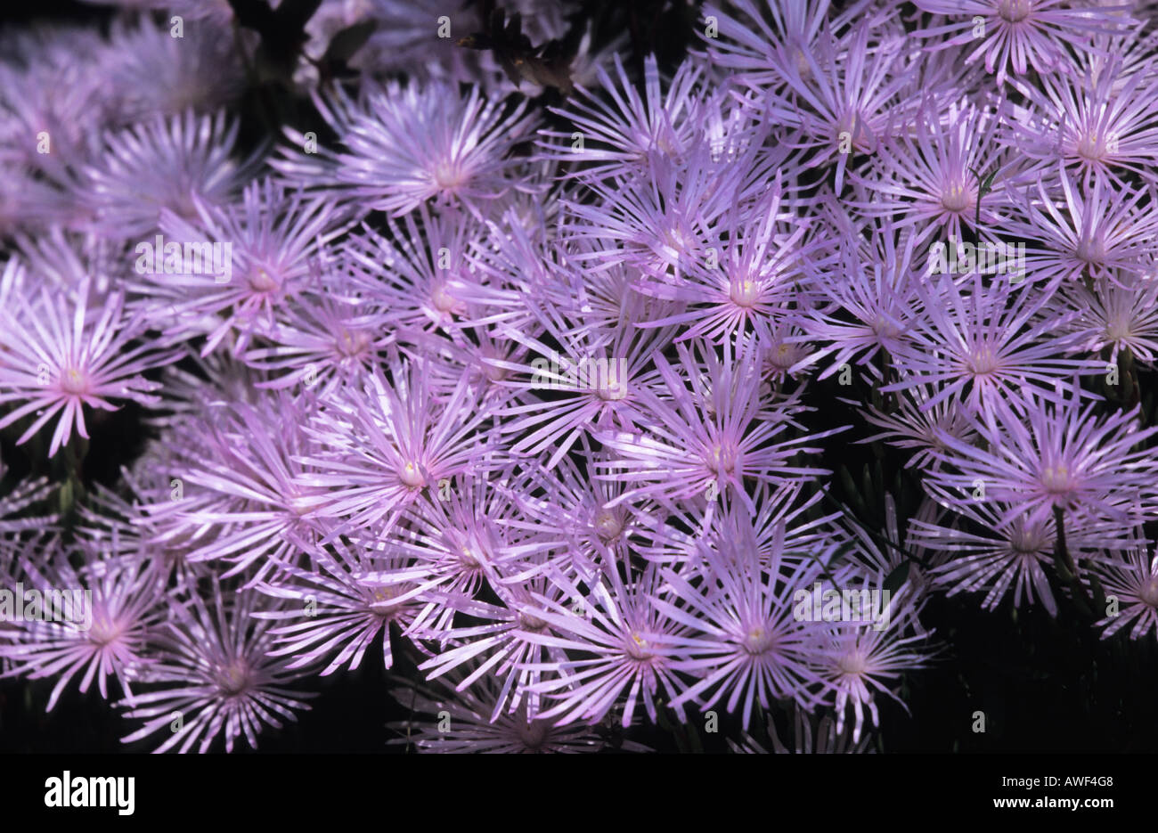 Group of flowering Ruschia macowanii in Marimurtra Botanical Garden ...