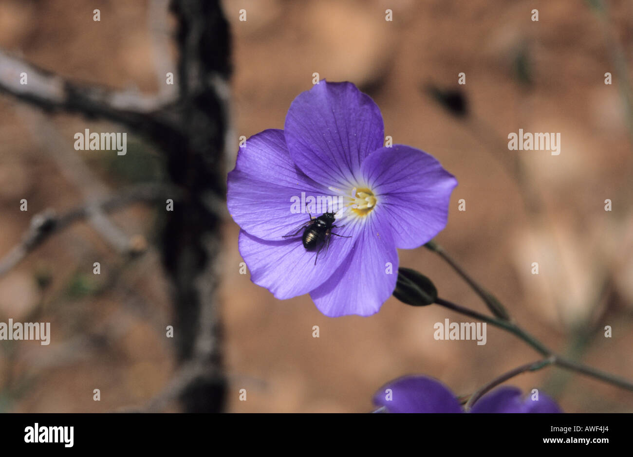 Linum alpinum hi-res stock photography and images - Alamy