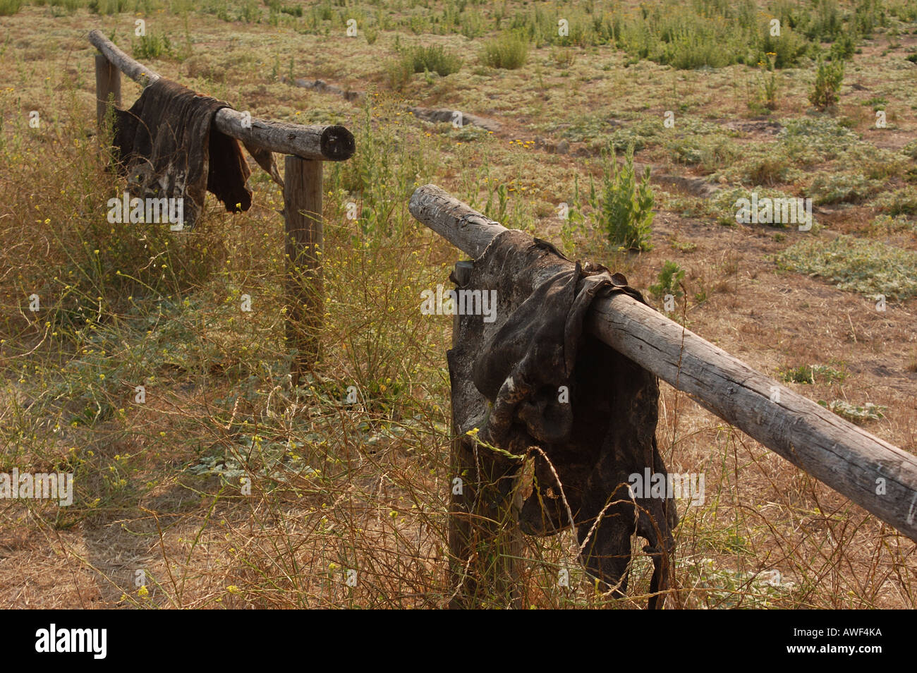 Cattle hides hi-res stock photography and images - Alamy