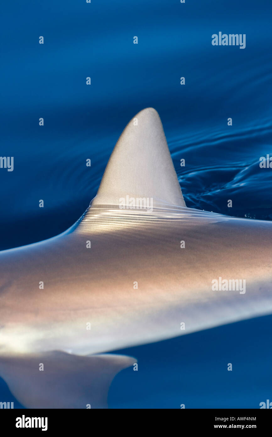 The dorsal fin of a grey reef shark Carcharhinus amblyrhynchos, breaks ...