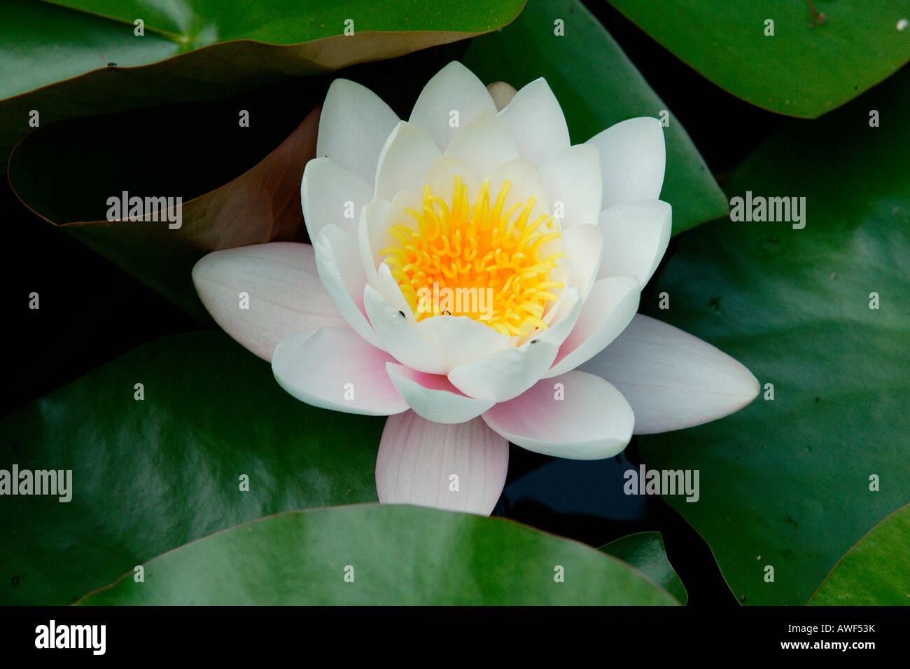Water Lily (Nymphaea Stock Photo - Alamy