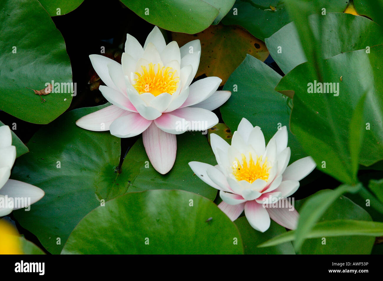 Water Lilies (Nymphaea Stock Photo - Alamy