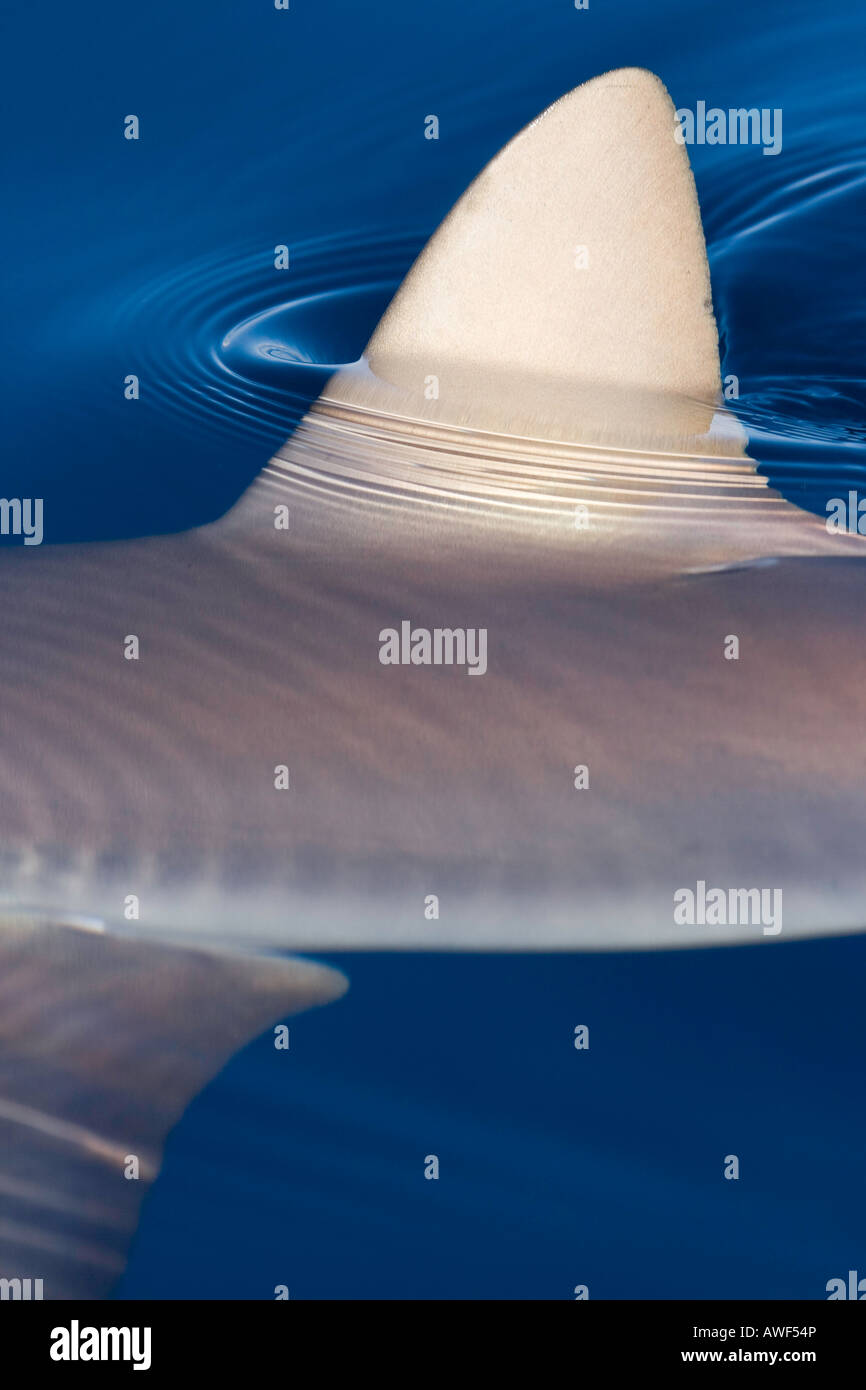 The dorsal fin of a grey reef shark, Carcharhinus amblyrhynchos, breaks ...
