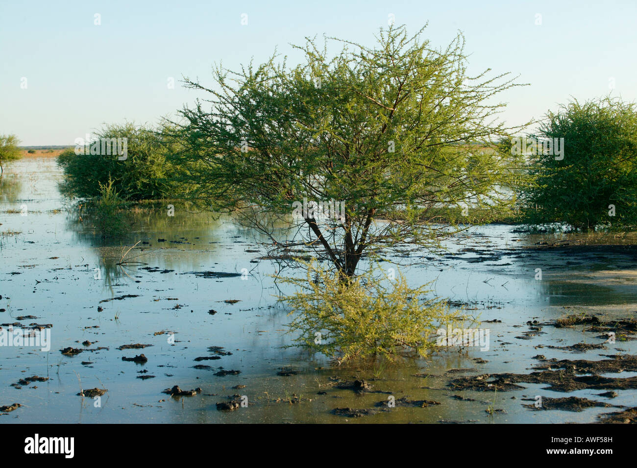 Lake Ngami, Botswana, Africa Stock Photo - Alamy