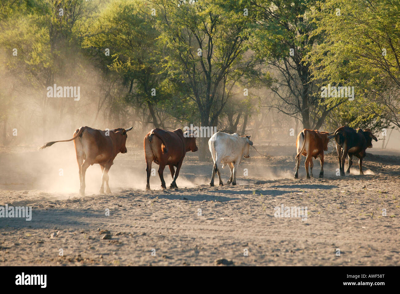 Cattle herd near Lake Ngami, Botswana, Africa Stock Photo - Alamy