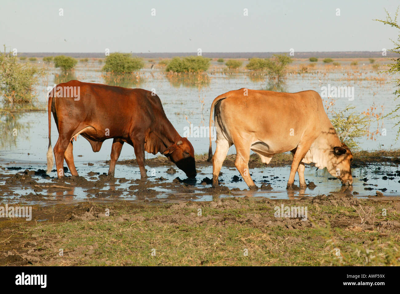 Cattle at Ngami Lake, Botswana, Africa Stock Photo - Alamy