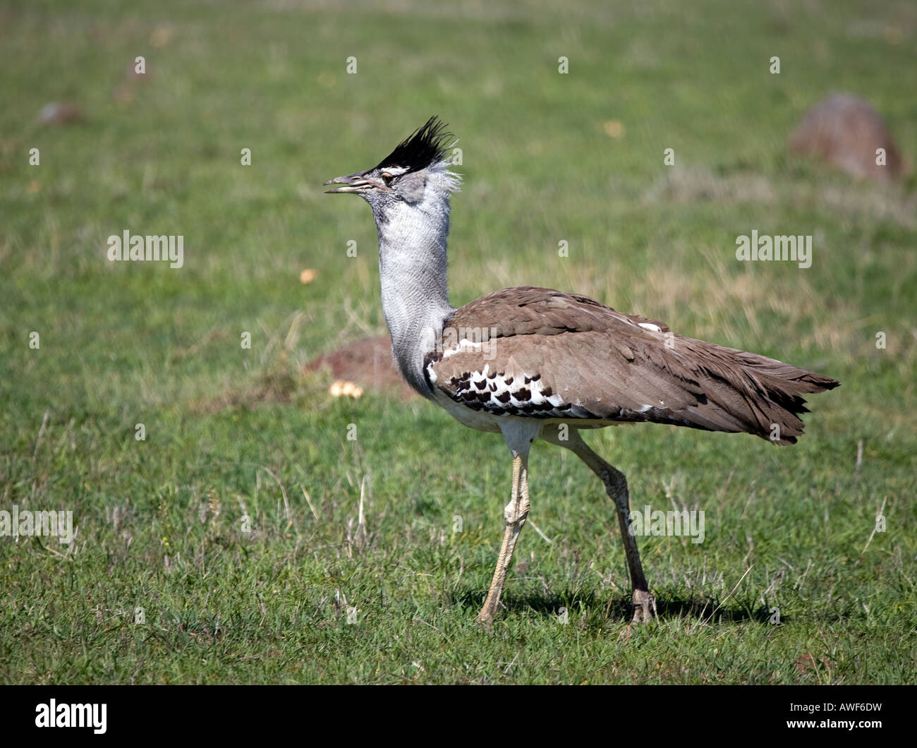 Kori Bustard (ardeotis kori struthiunculus Stock Photo - Alamy