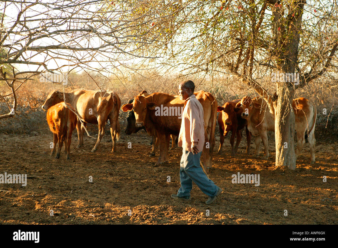 Herdsman with cattle in Kraal enclosure, Cattlepost Bothatogo, Botswana ...
