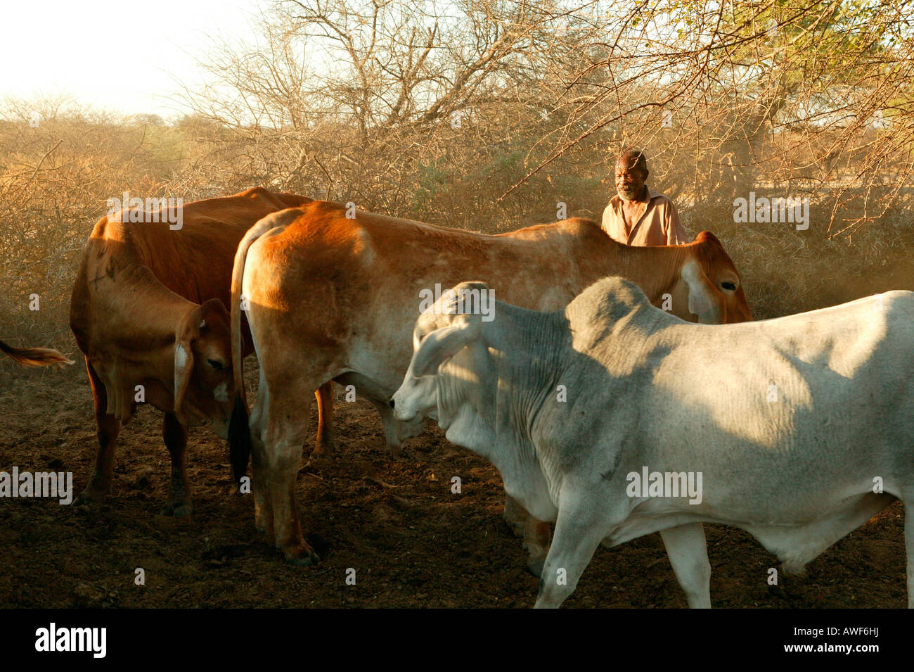Cattle kraal hi-res stock photography and images - Alamy