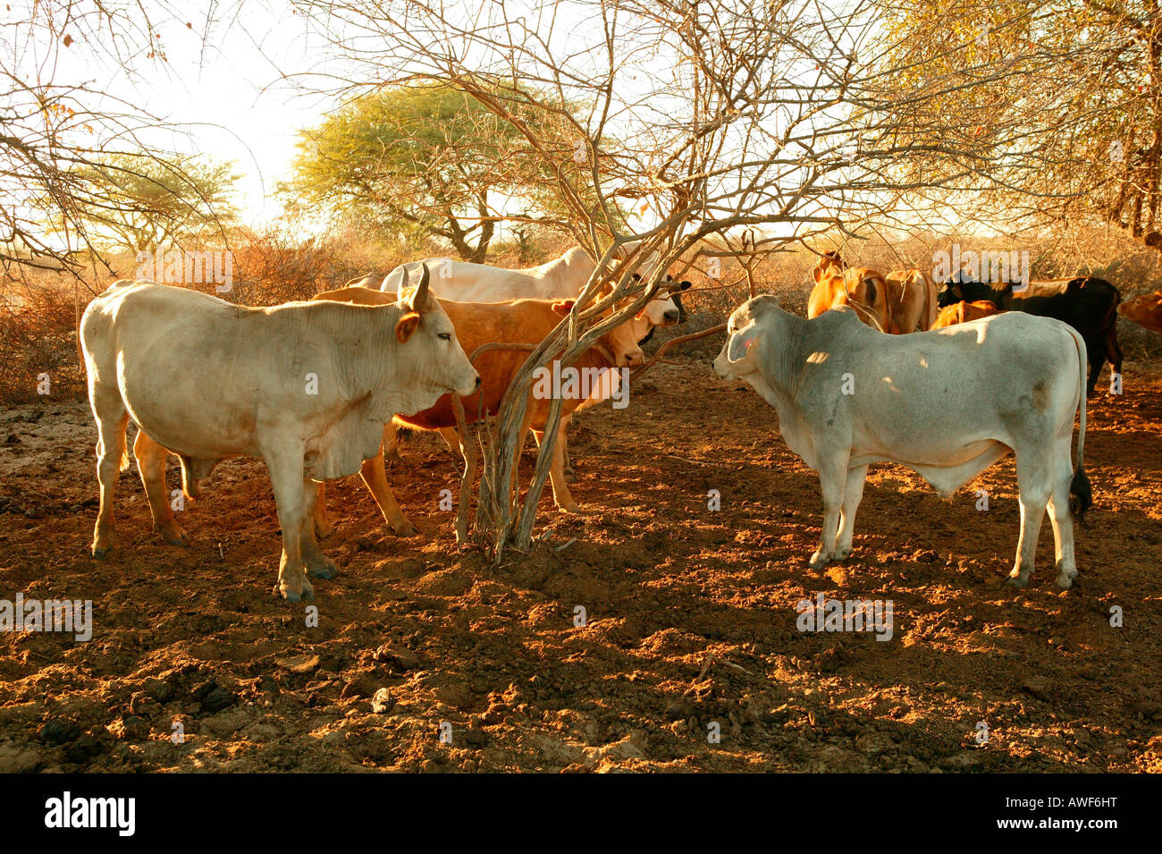 Cattle kraal hi-res stock photography and images - Alamy