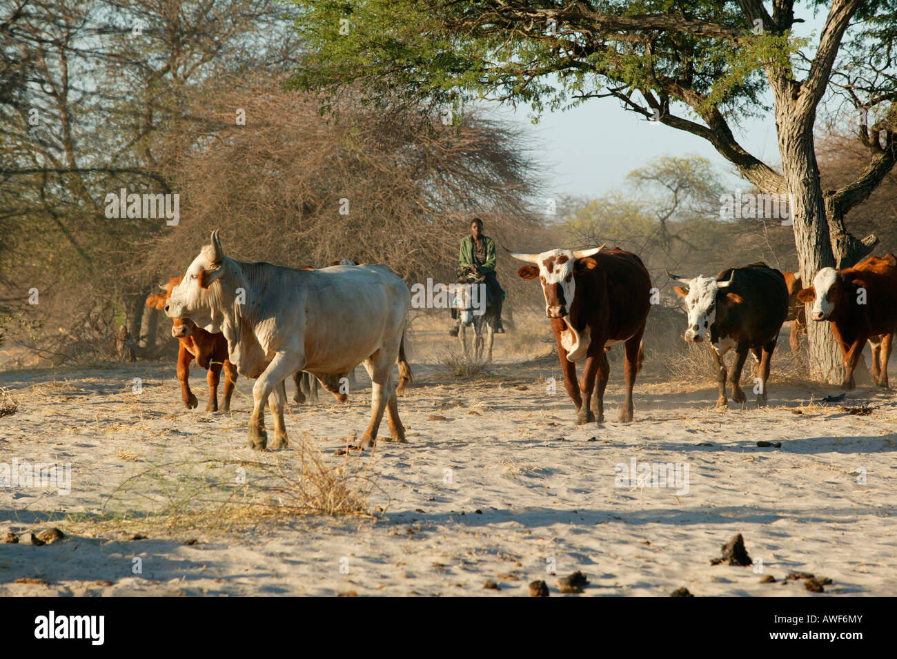 Cattle being herded to troughs, Cattlepost Bothatogo, Botswana, Africa ...
