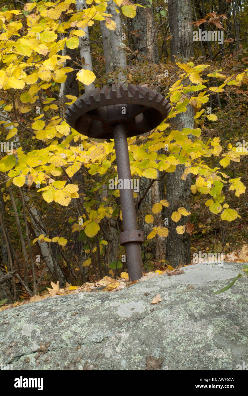 Branch around boulder hi-res stock photography and images - Alamy