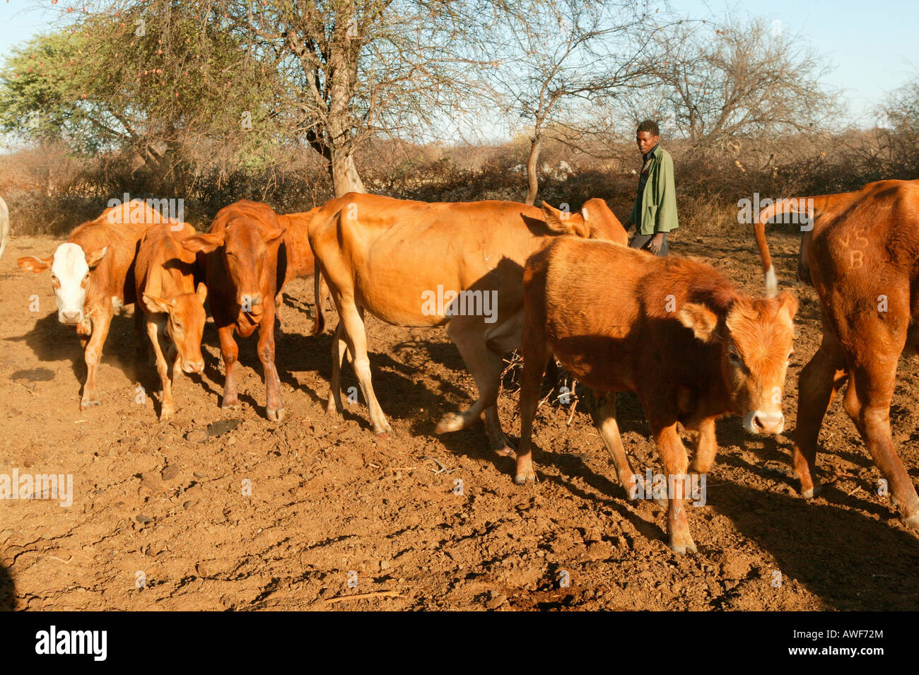 Cow herd in the kraal, Cattlepost Bothatogo, Botswana, Africa Stock ...