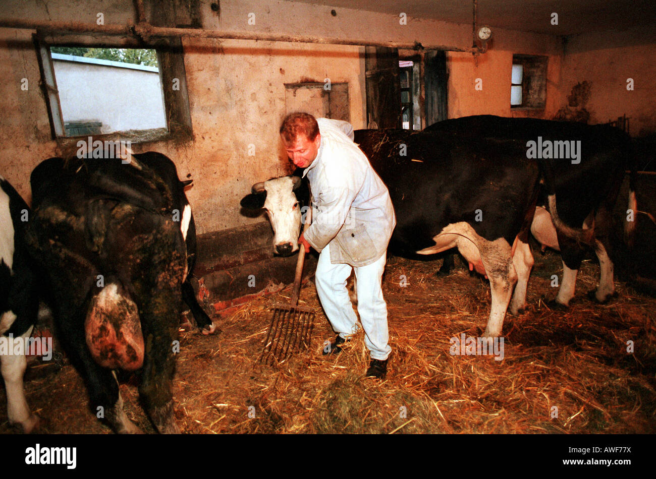 Farmer Dairy Cow Poland High Resolution Stock Photography and Images ...