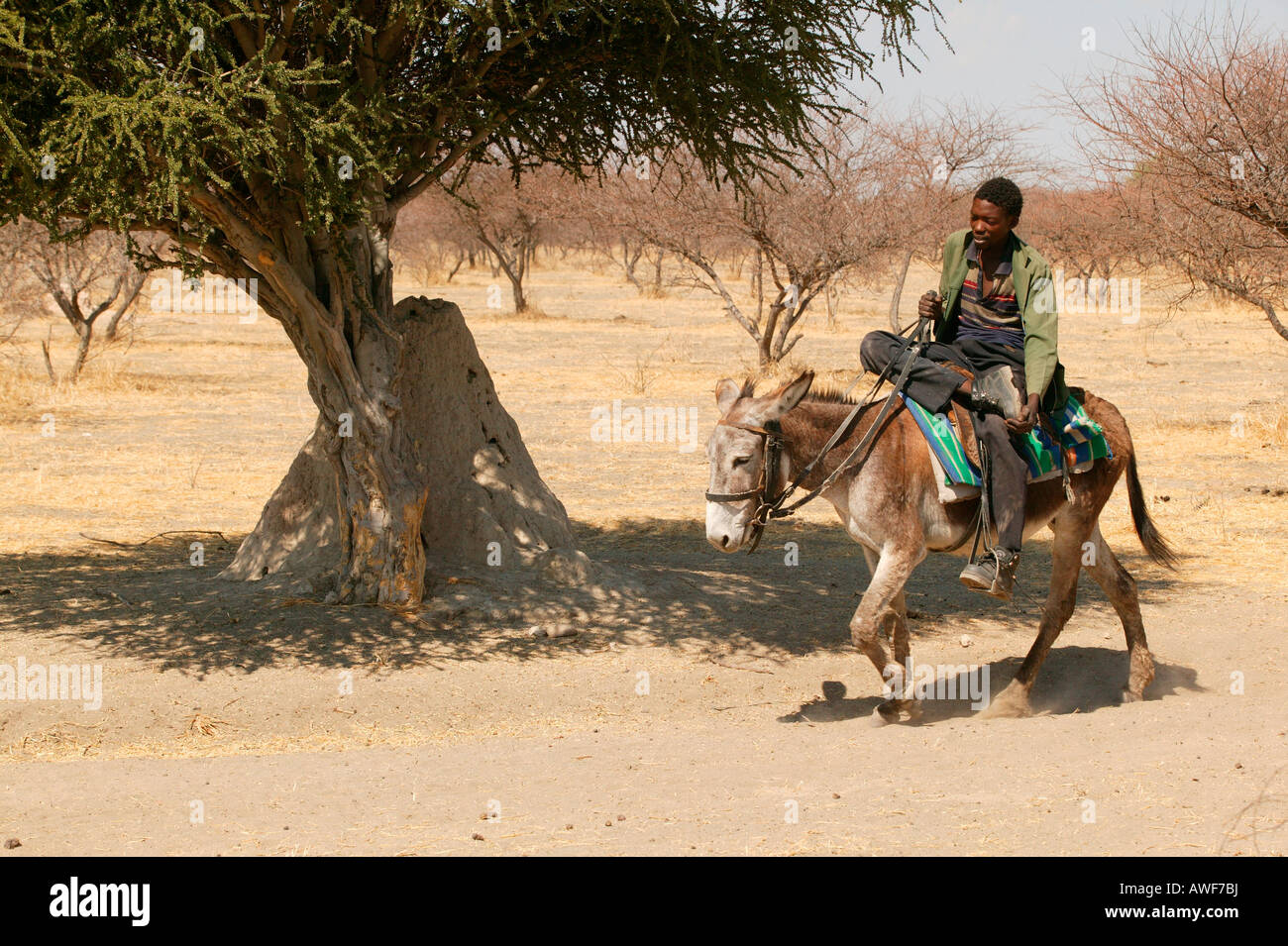Boy riding on donkey, Cattlepost Bothatoga, Botswana, Africa Stock ...