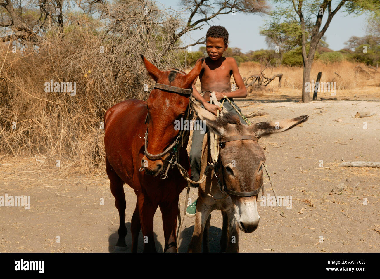 Boy riding on donkey, Cattlepost Bothatoga, Botswana, Africa Stock ...