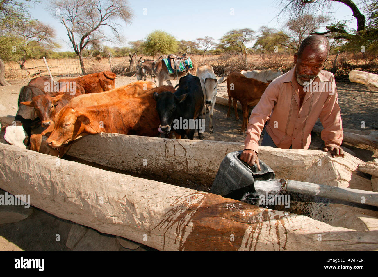 Herdsman at water trough, Cattlepost Bothatoga, Botswana, Africa Stock ...