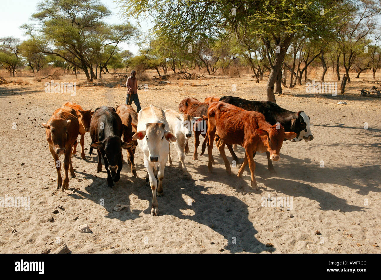 Cattle herd, Cattlepost Bothatoga, Botswana, Africa Stock Photo - Alamy