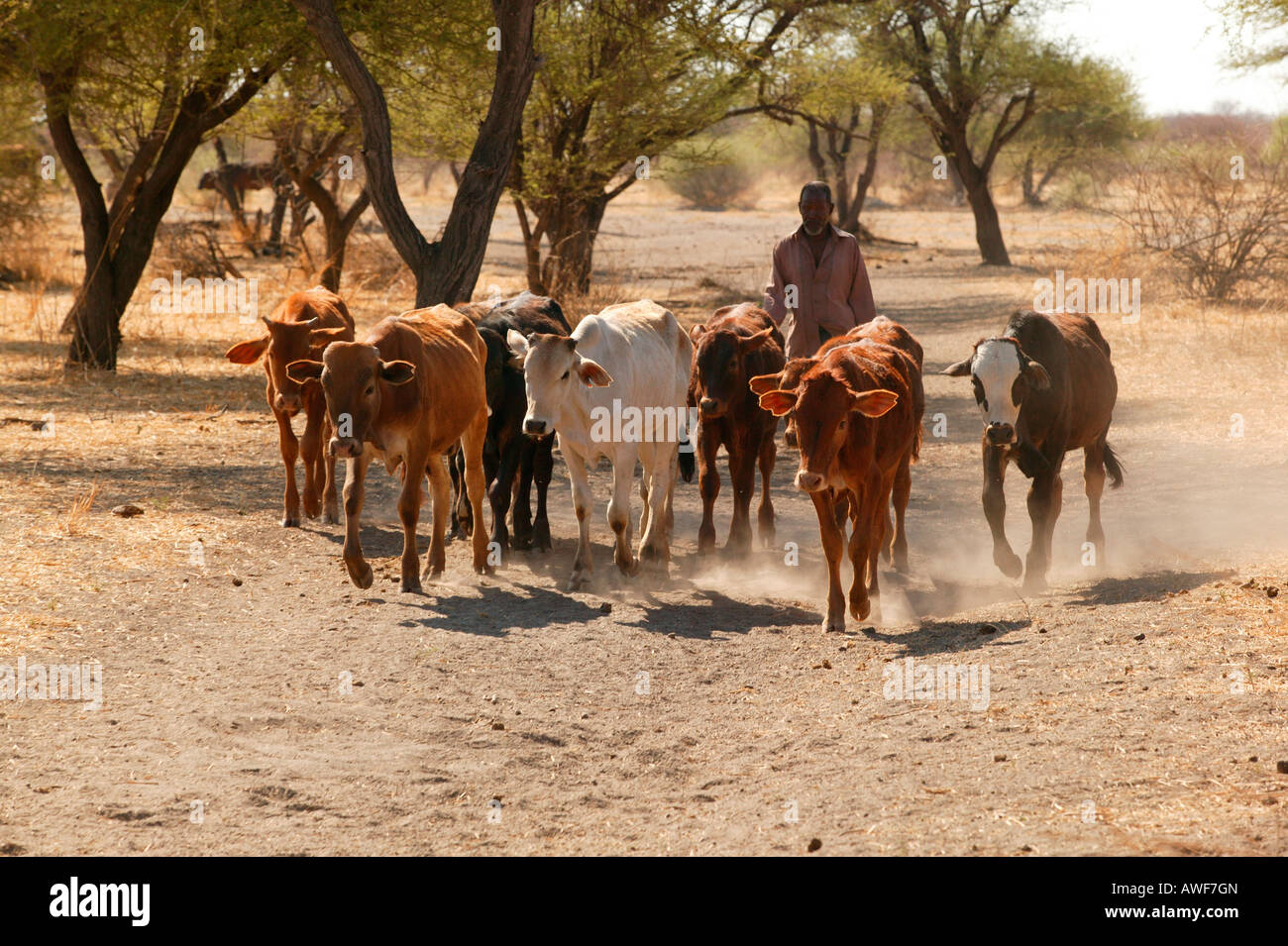 Cattle herd, Cattlepost Bothatoga, Botswana, Africa Stock Photo - Alamy
