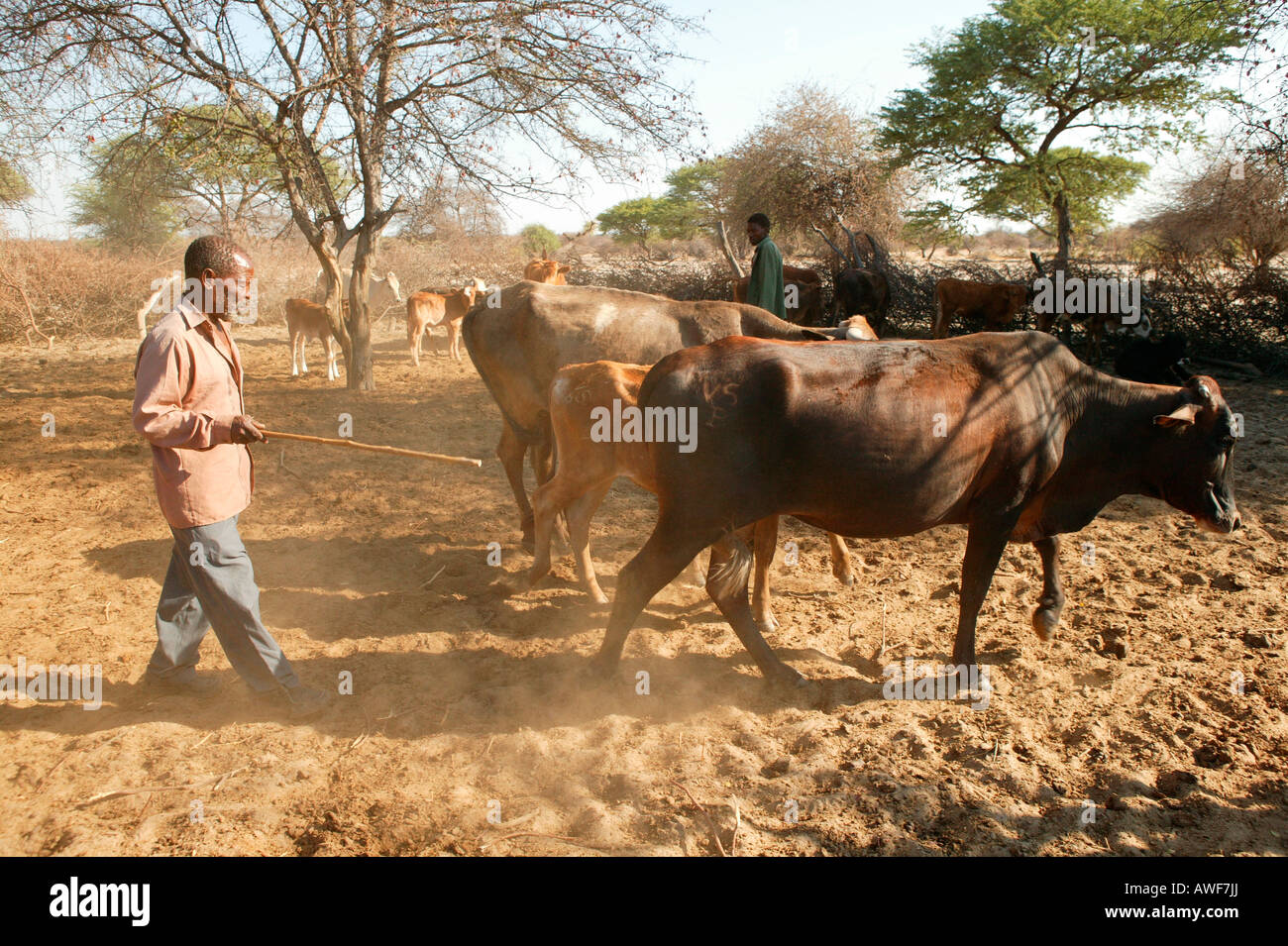 Cattle herd, Cattlepost Bothatoga, Botswana, Africa Stock Photo - Alamy