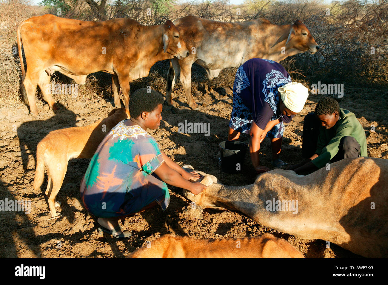 Afrikaner cow hi-res stock photography and images - Alamy