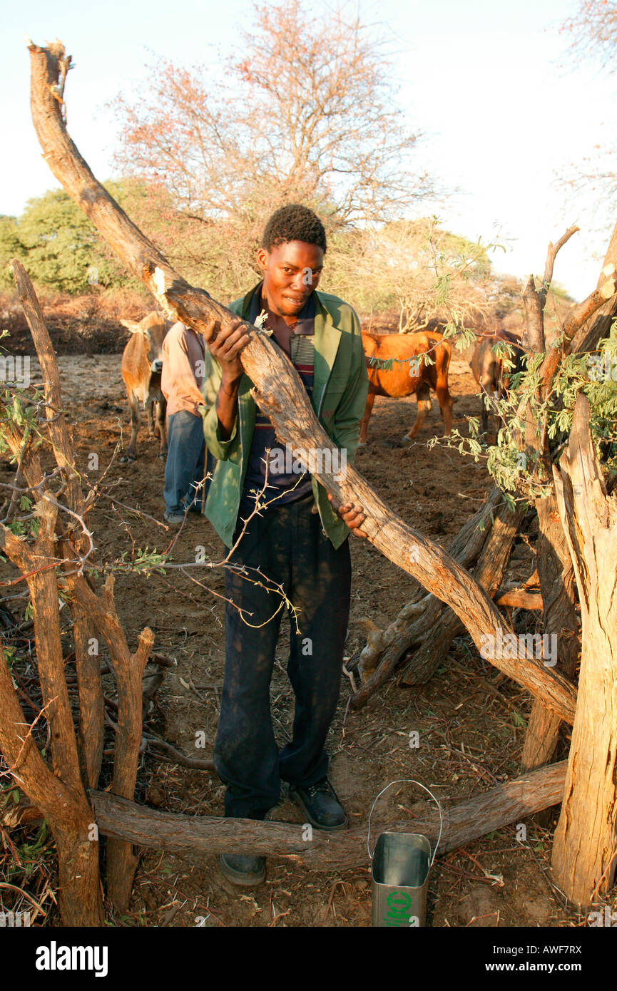 Cattle kraal hi-res stock photography and images - Alamy
