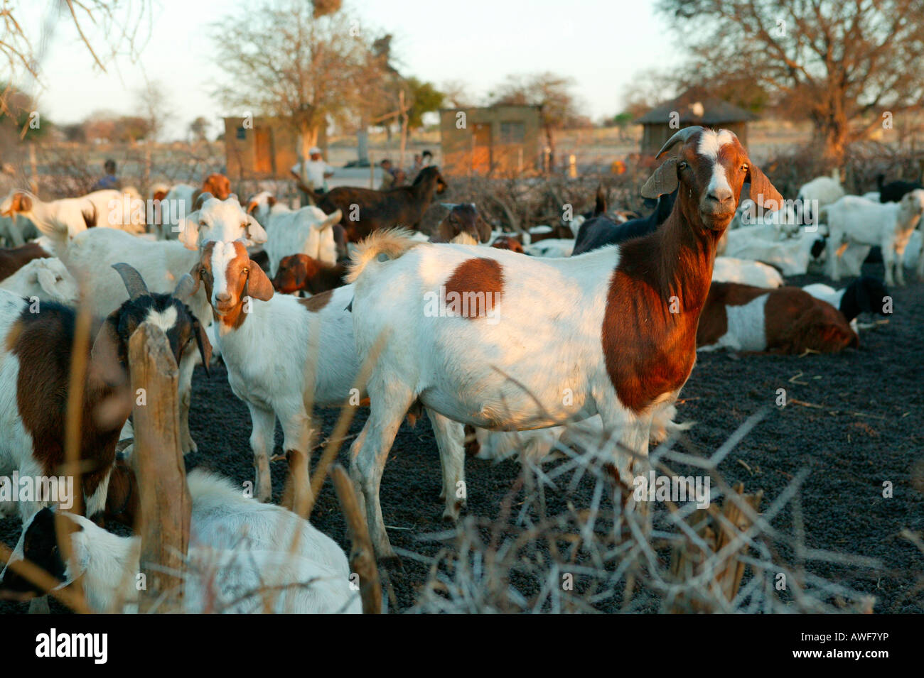 Kraal for goats hi-res stock photography and images - Alamy