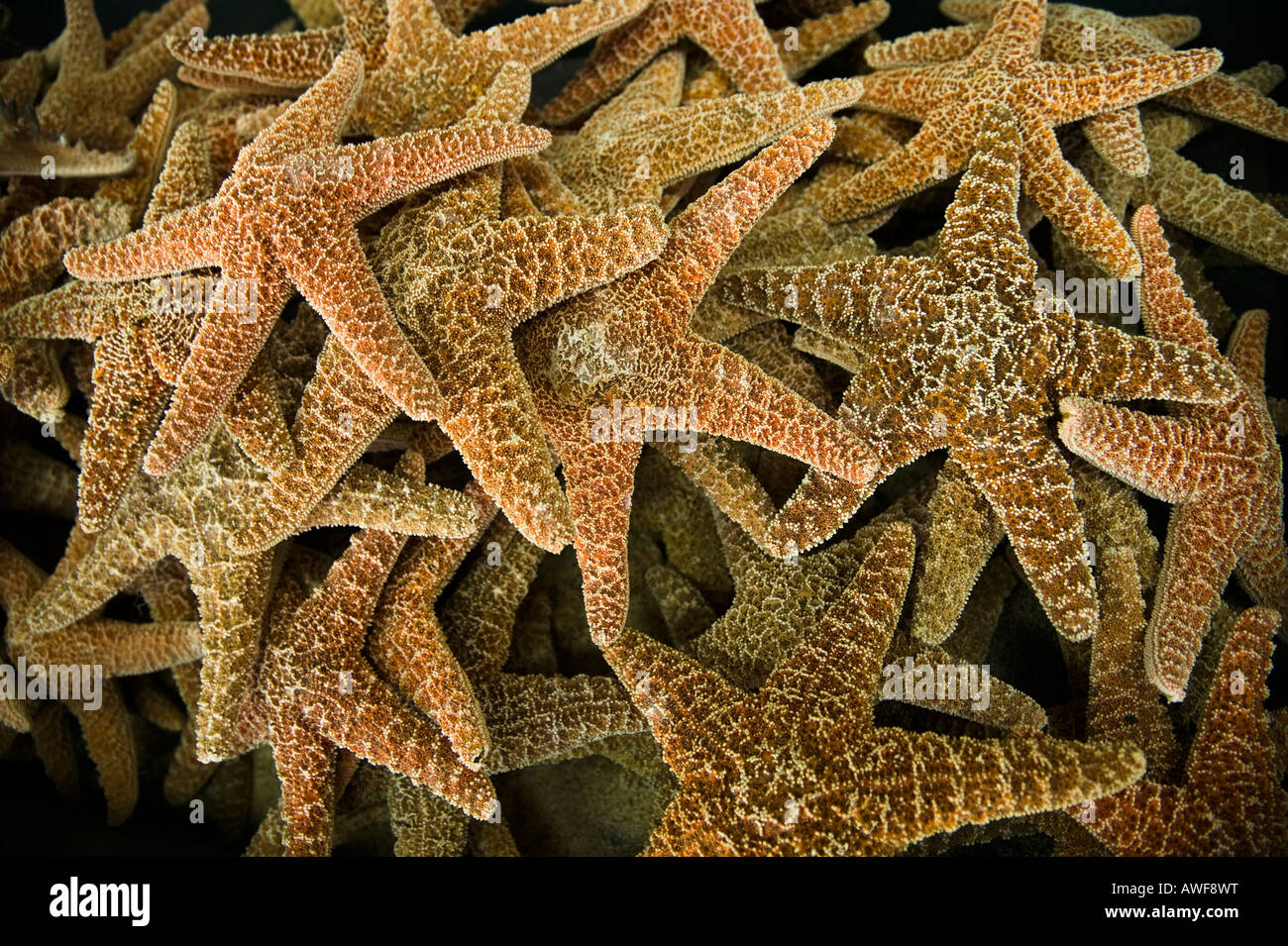Souvenir dried starfish San Diego, California, USA Stock Photo - Alamy