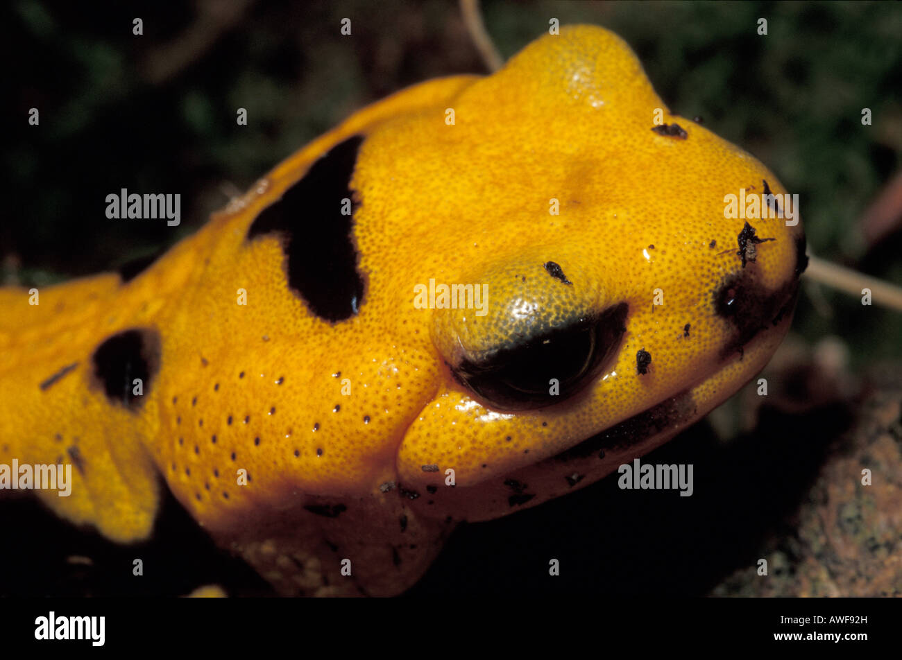 European fire salamander, Salamandra salamandra gigliolii Stock Photo ...