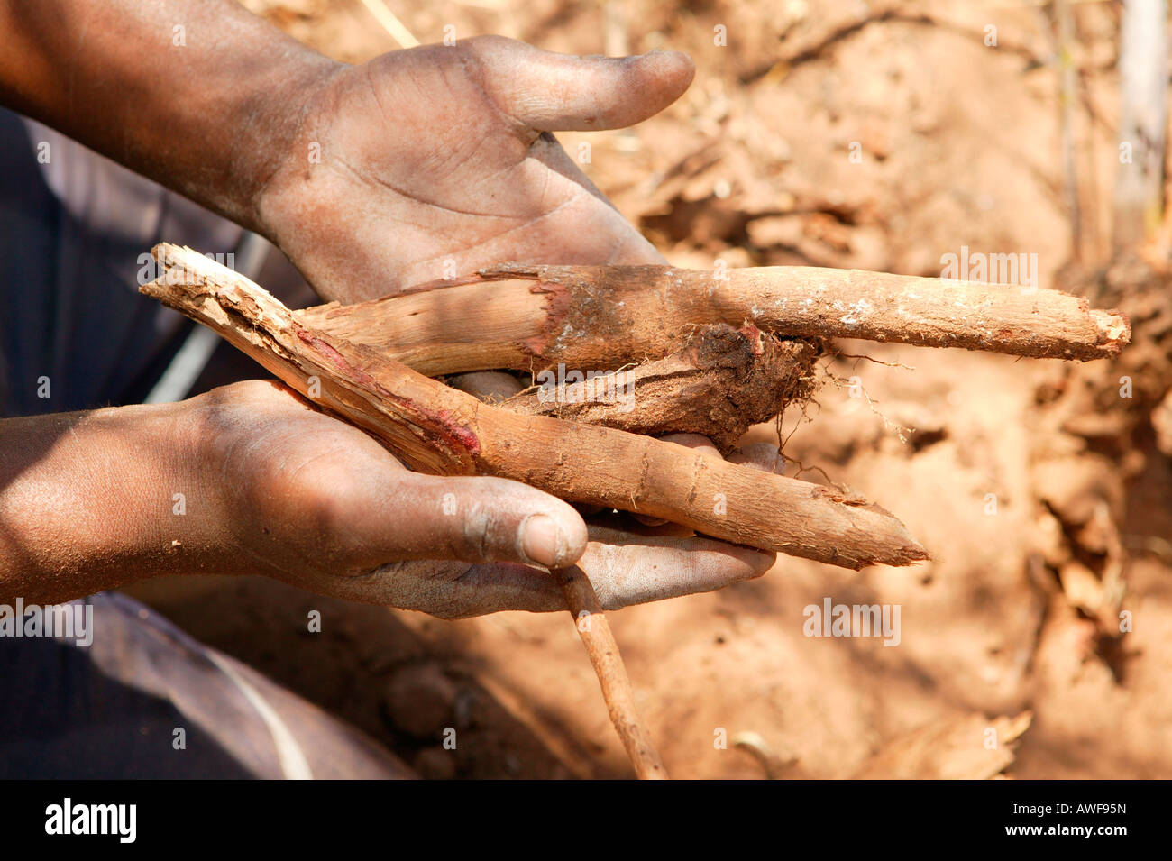 Traditional healer displaying various medicinal plants, Sehitwa ...