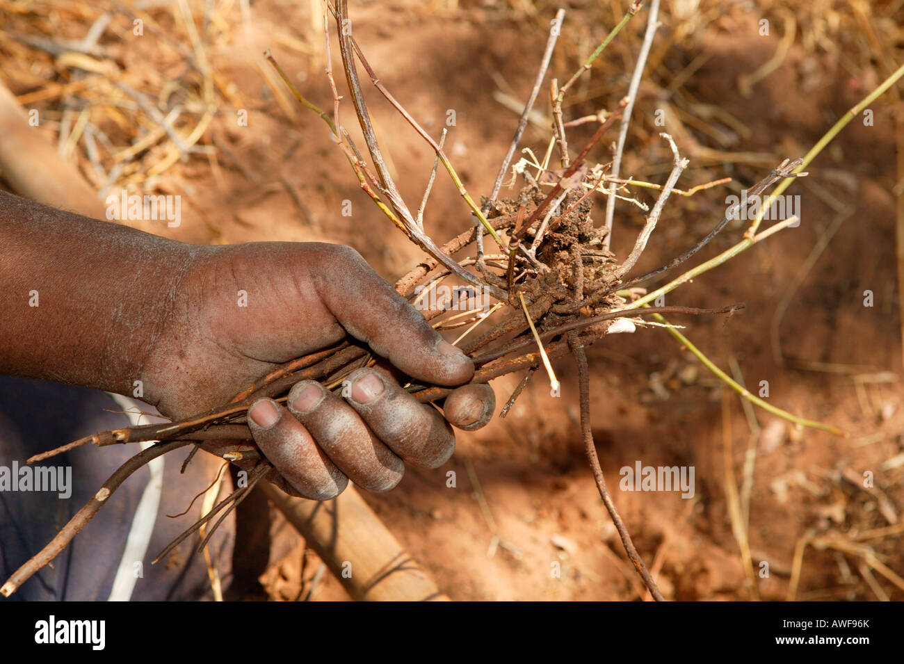 Traditional healers africa hi-res stock photography and images - Alamy
