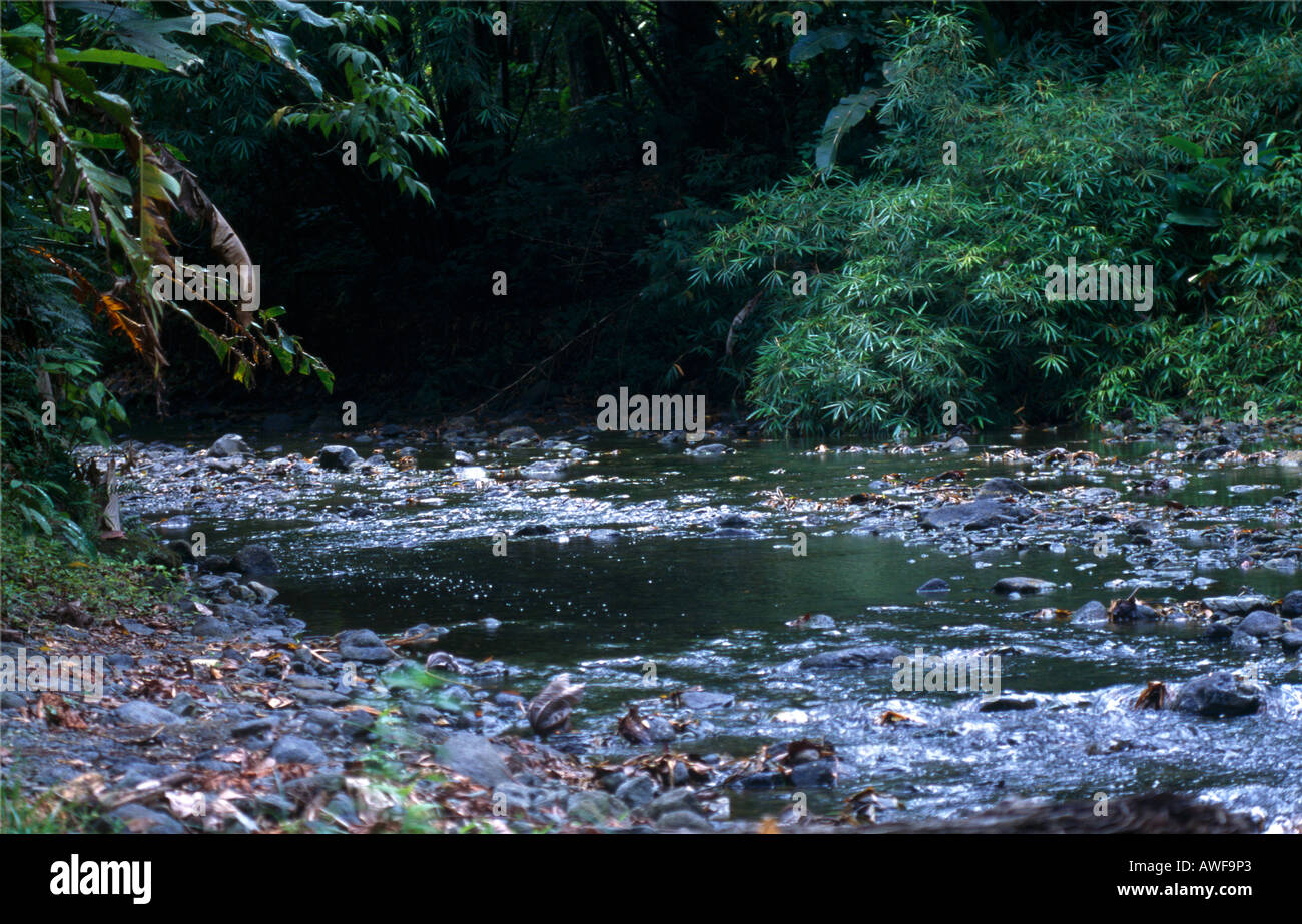 Tobago rainforest waterfall hi-res stock photography and images - Alamy