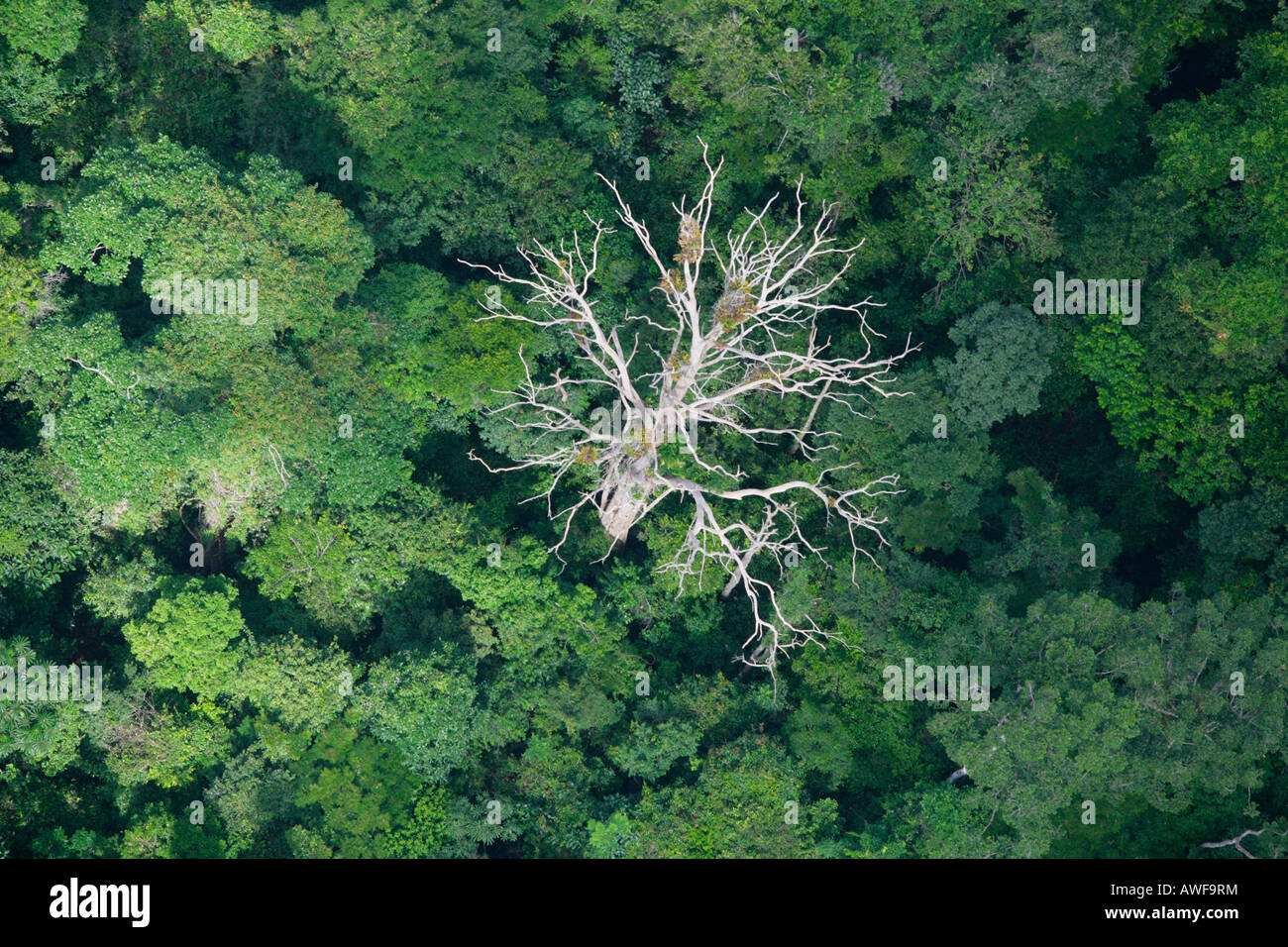 Aerial shot of rainforest, Guyana, South America Stock Photo - Alamy