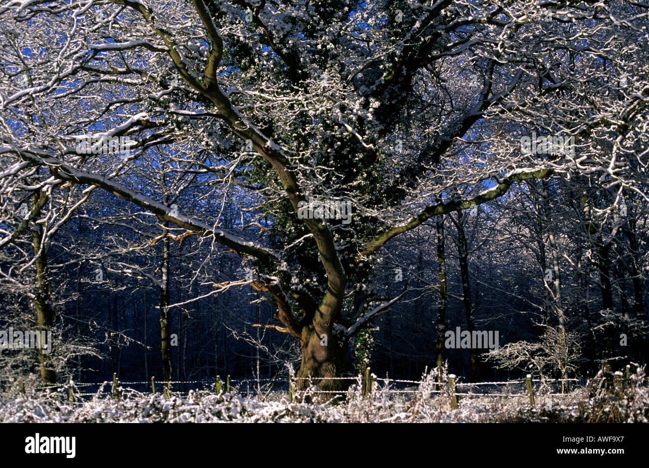 Snow-covered oak tree on the edge of a wood Stock Photo - Alamy