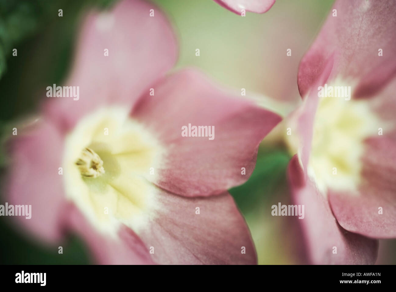 Primrose petals hi-res stock photography and images - Alamy