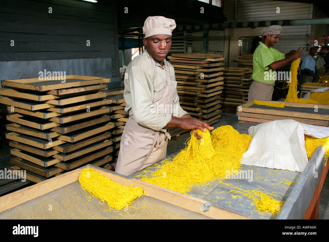 Workers engaged in the production of pasta at pasta factory, Demerara ...