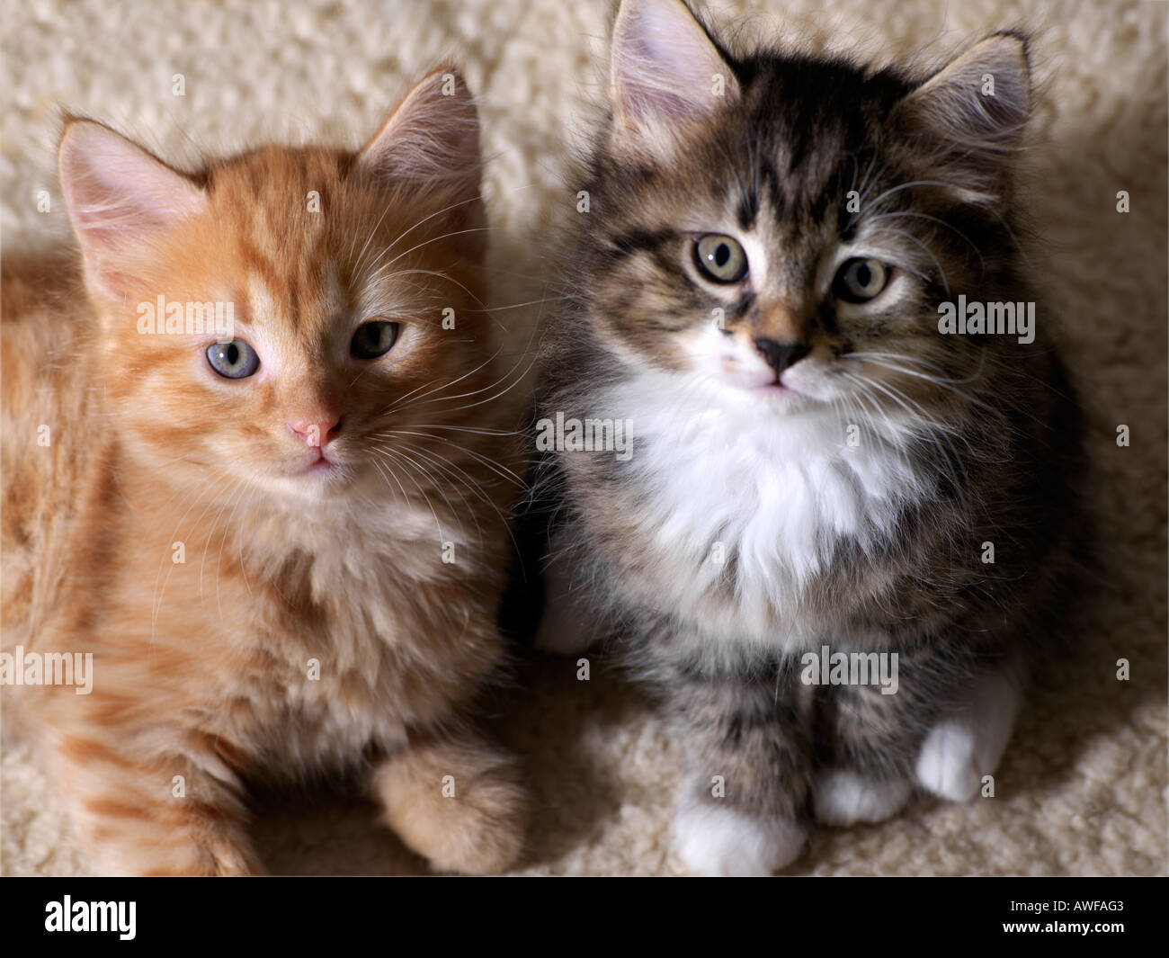 Tabby with her seven kittens hi-res stock photography and images - Alamy
