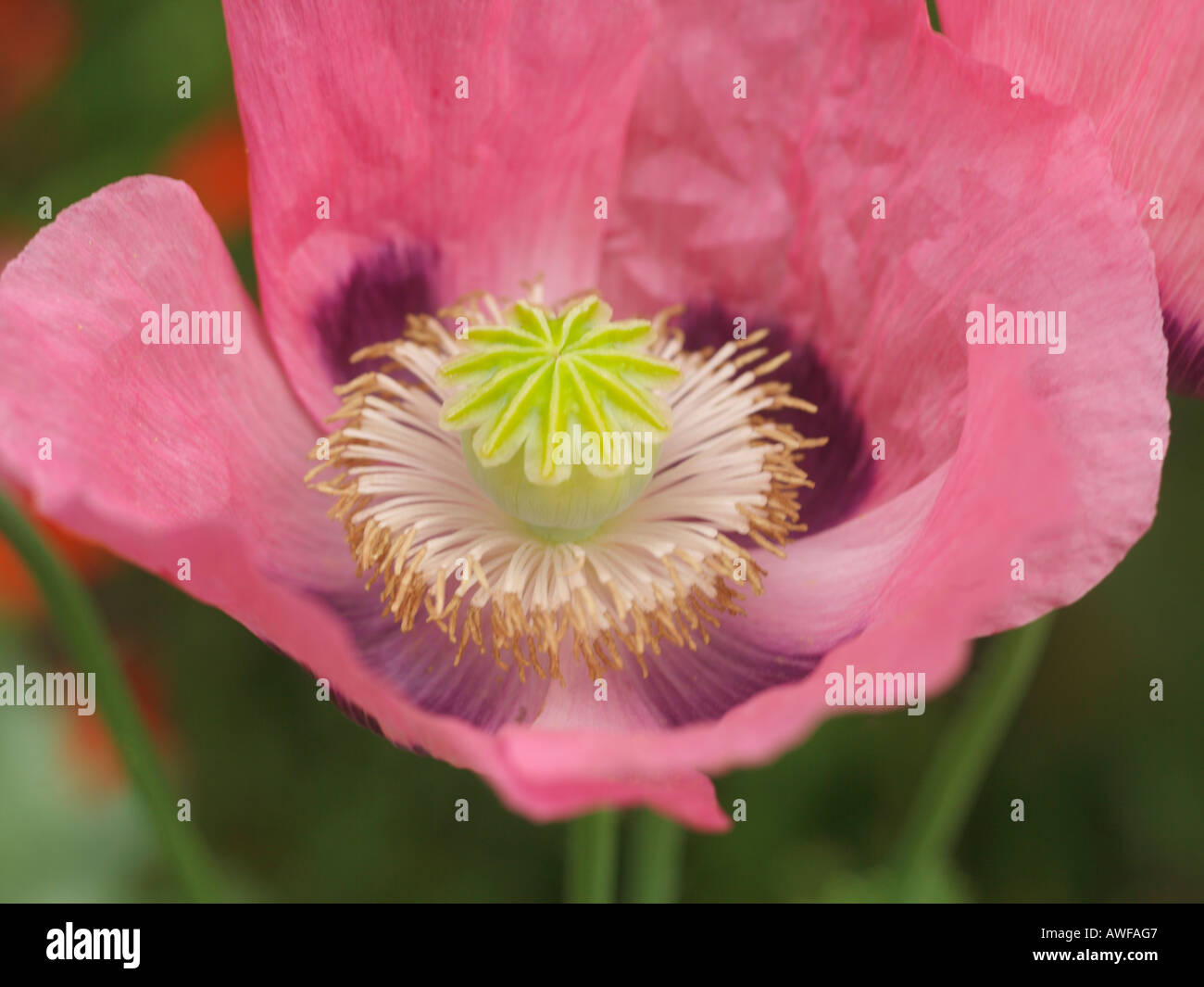 Up close pink poppy hi-res stock photography and images - Alamy