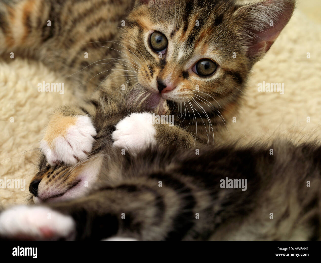 Two Kittens Nine Weeks Old Playfighting Tabby Kitten Biting Siblings ...