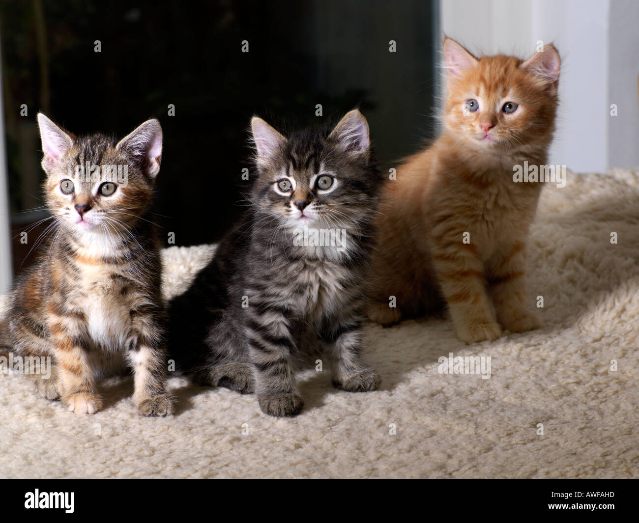 Three Kittens Seven Weeks Old Tortoiseshell Tabby and Ginger Stock ...