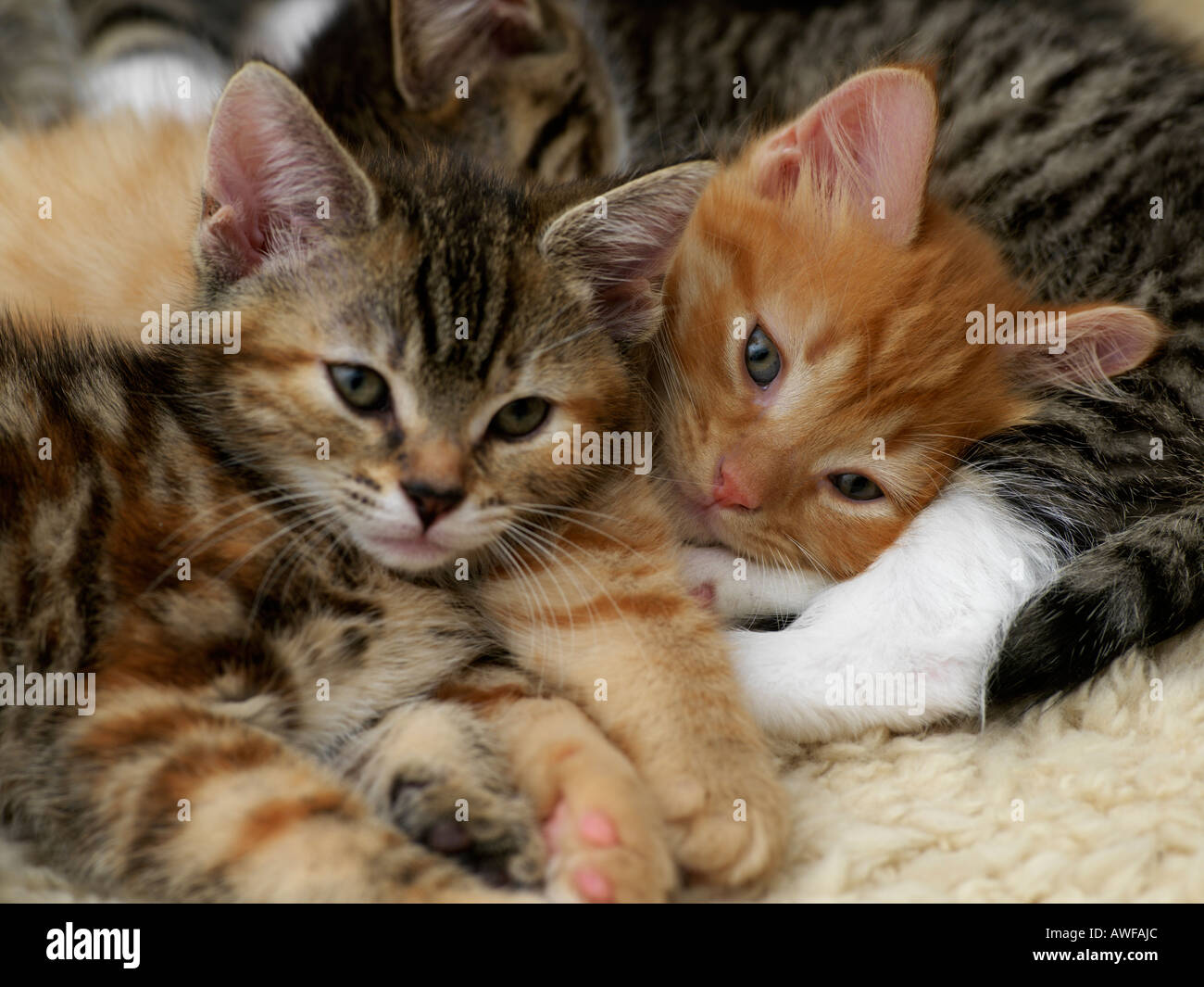 Seven Week Old Ginger and Tortoiseshell Kittens Stock Photo - Alamy