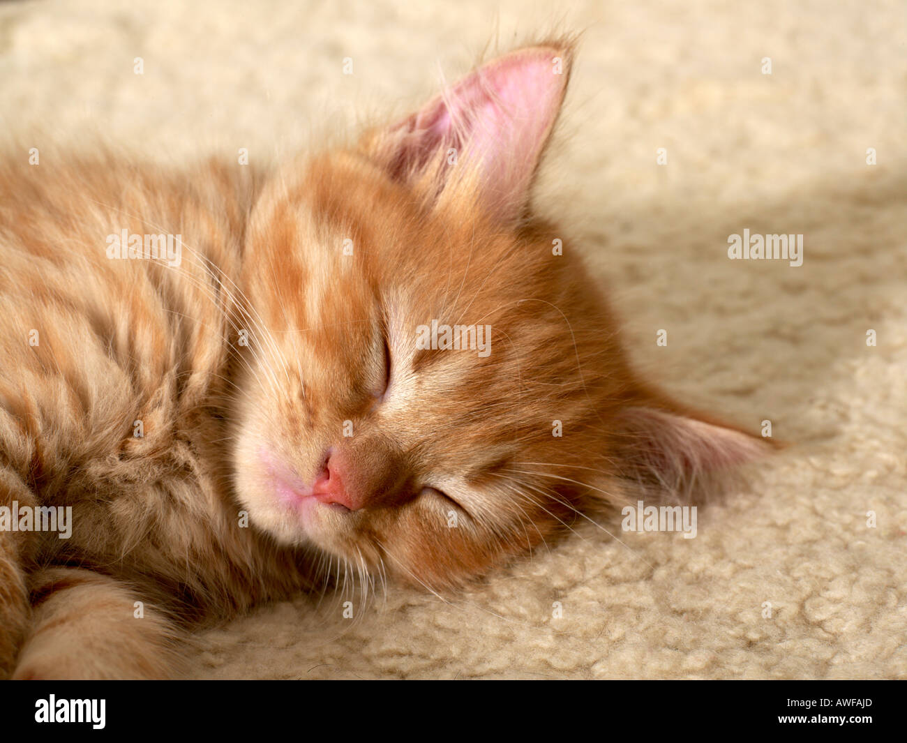 Seven Week Old Ginger Kitten Sleeping Stock Photo - Alamy