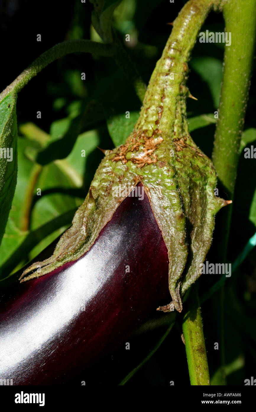 Aubergine form hi-res stock photography and images - Alamy