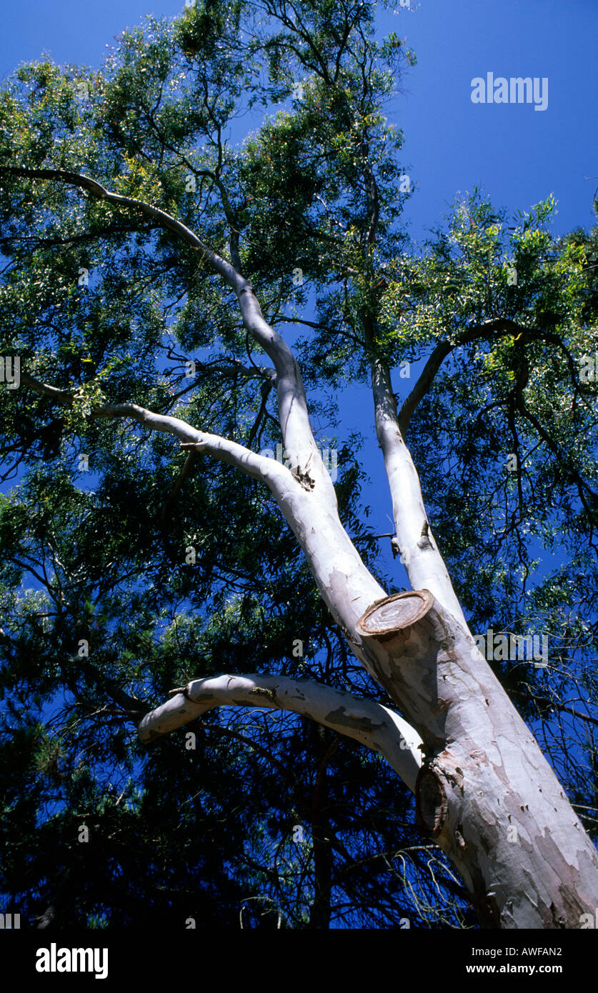 White gum tree hi-res stock photography and images - Alamy