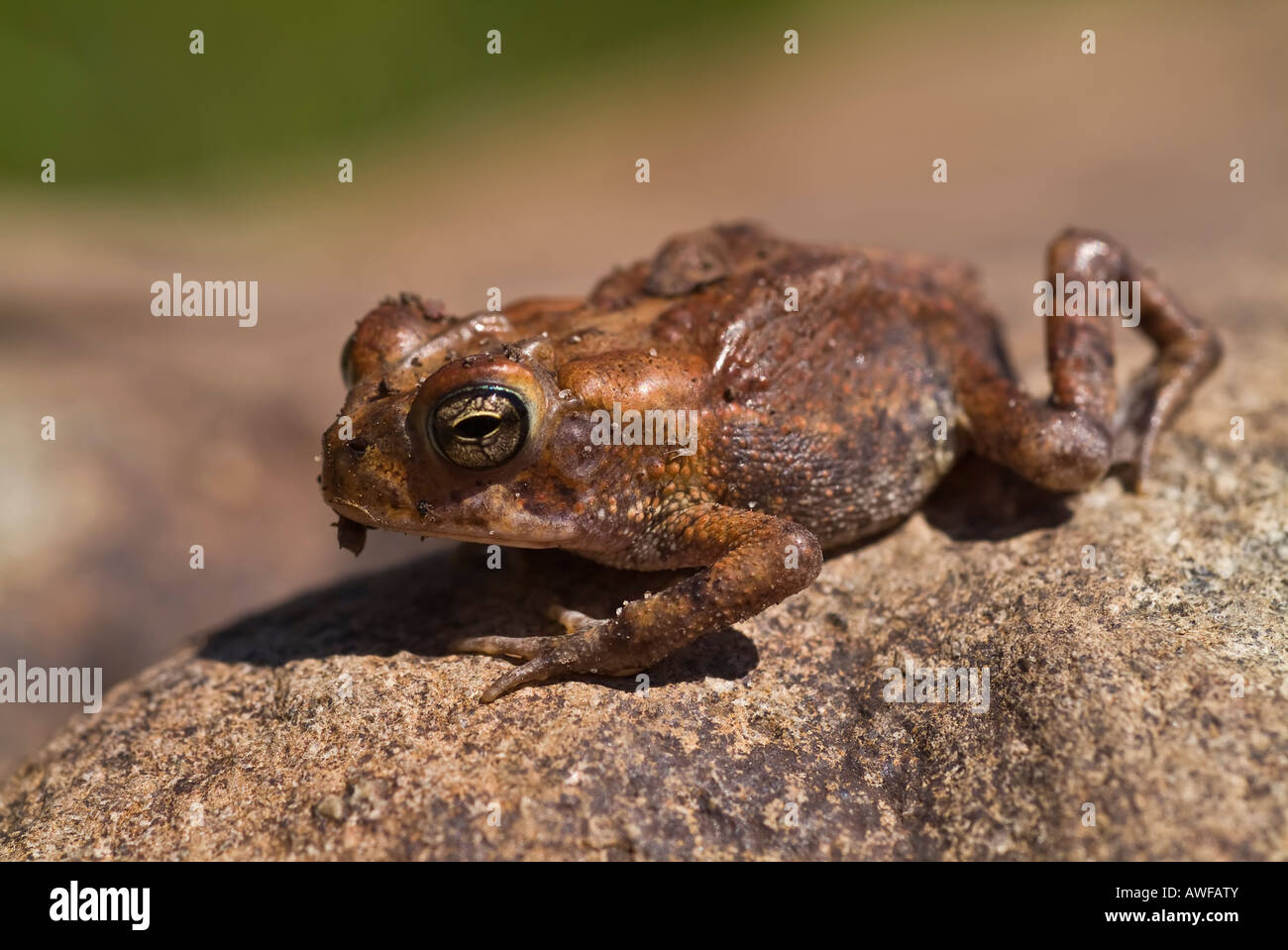 The Southern Toad, Anaxyrus terrestris, is a medium-sized (7.5 cm) true ...