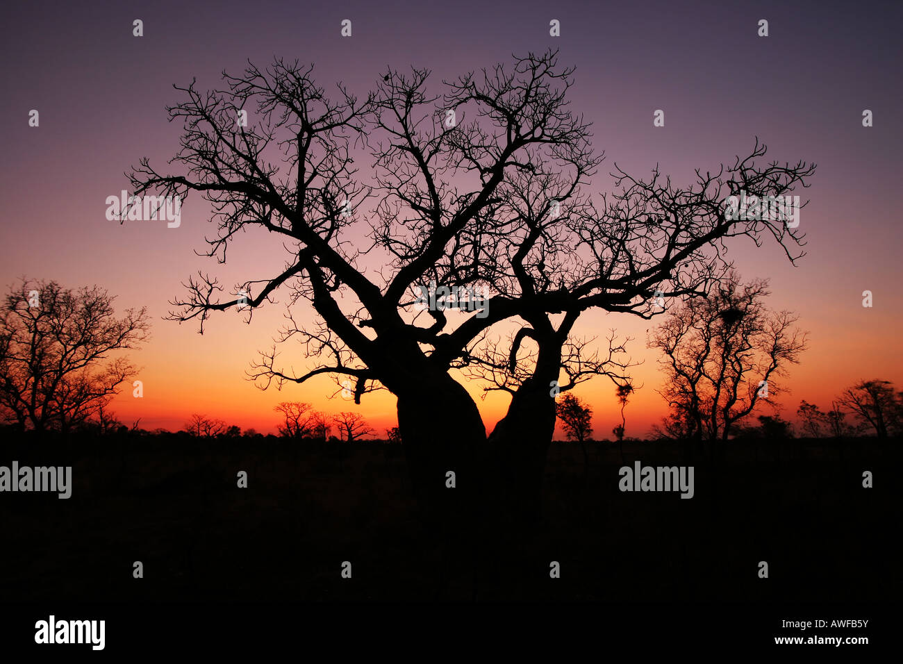 Boabab australia hi-res stock photography and images - Alamy