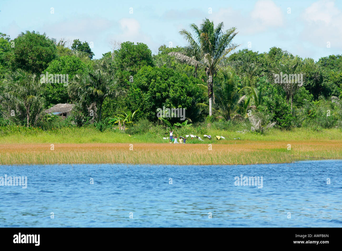 Shore landscape, Lake Capoey, Guyana, South America Stock Photo - Alamy