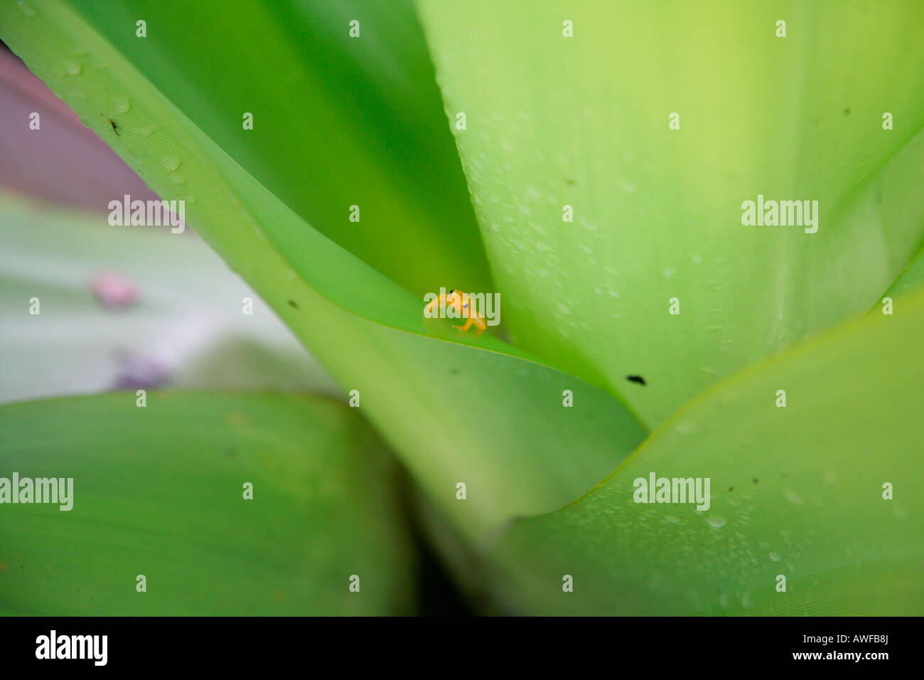 Pumpkin Toadlet (Brachycephalus ephippium) measuring 2 cm, from the ...
